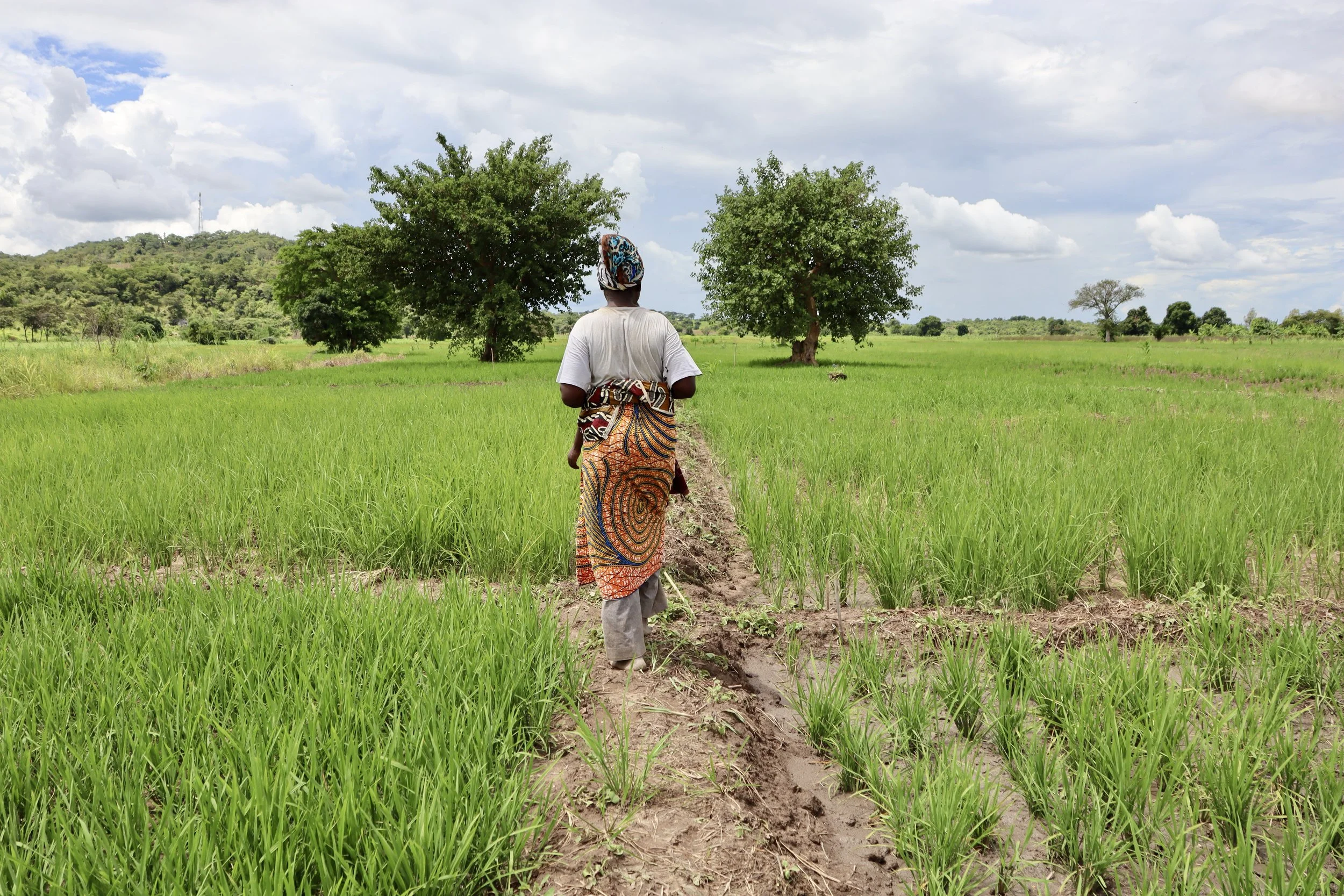 Inclusive Rice Value Chain — Norges Vel English
