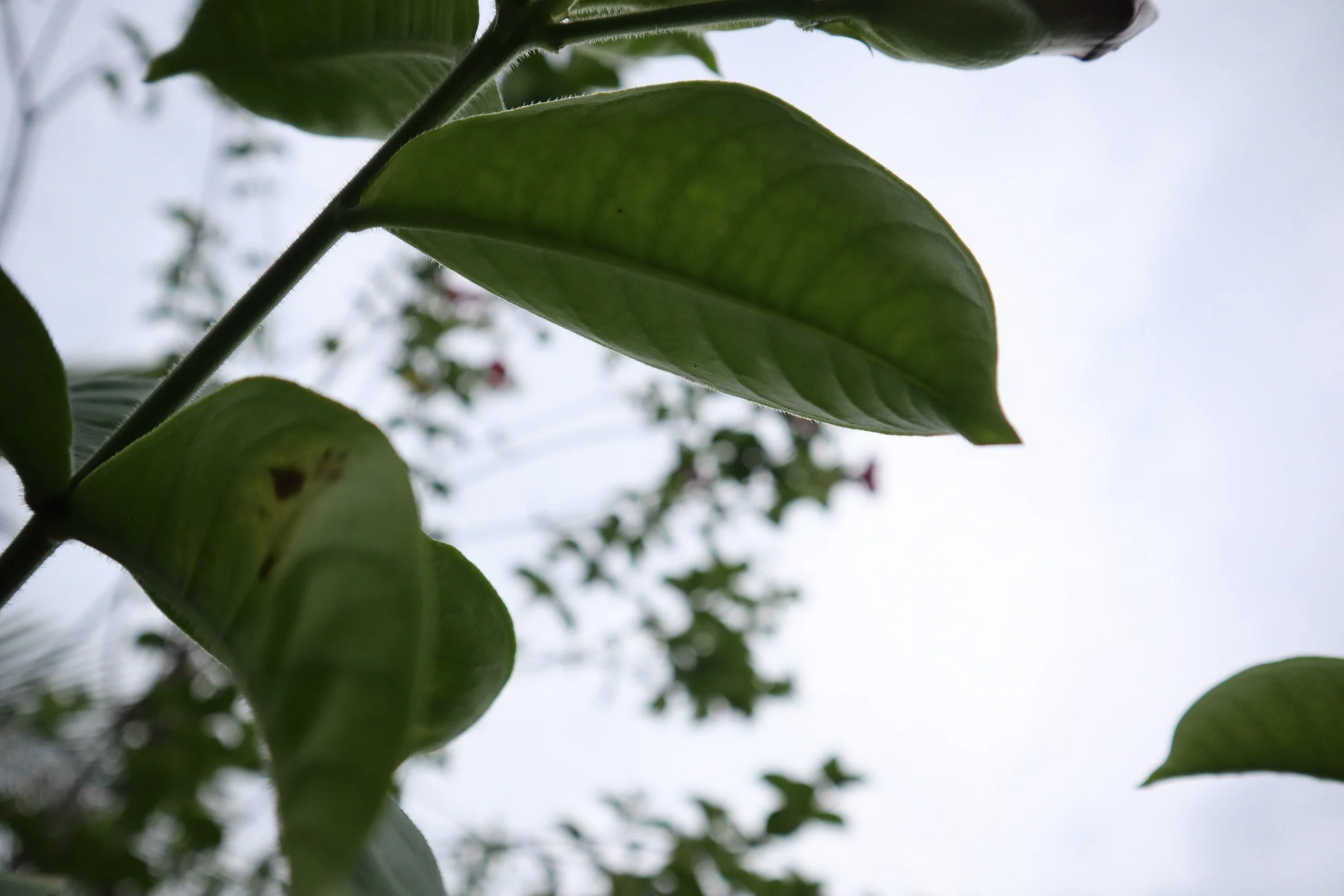 Heart Translation Writing Course — Wellspringwords