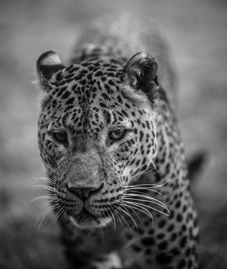 Alfie Bowen | Artist. Author. Activist.