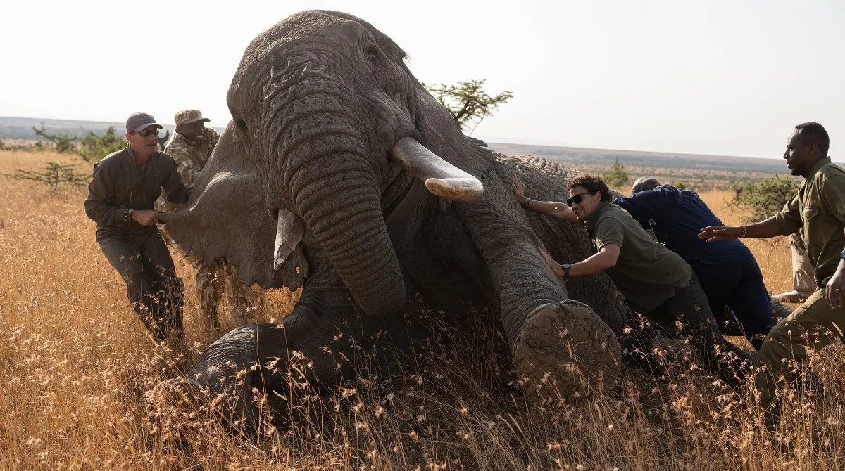 Successful Elephant Re-Collaring Concluded in Laikipia — Space for Giants