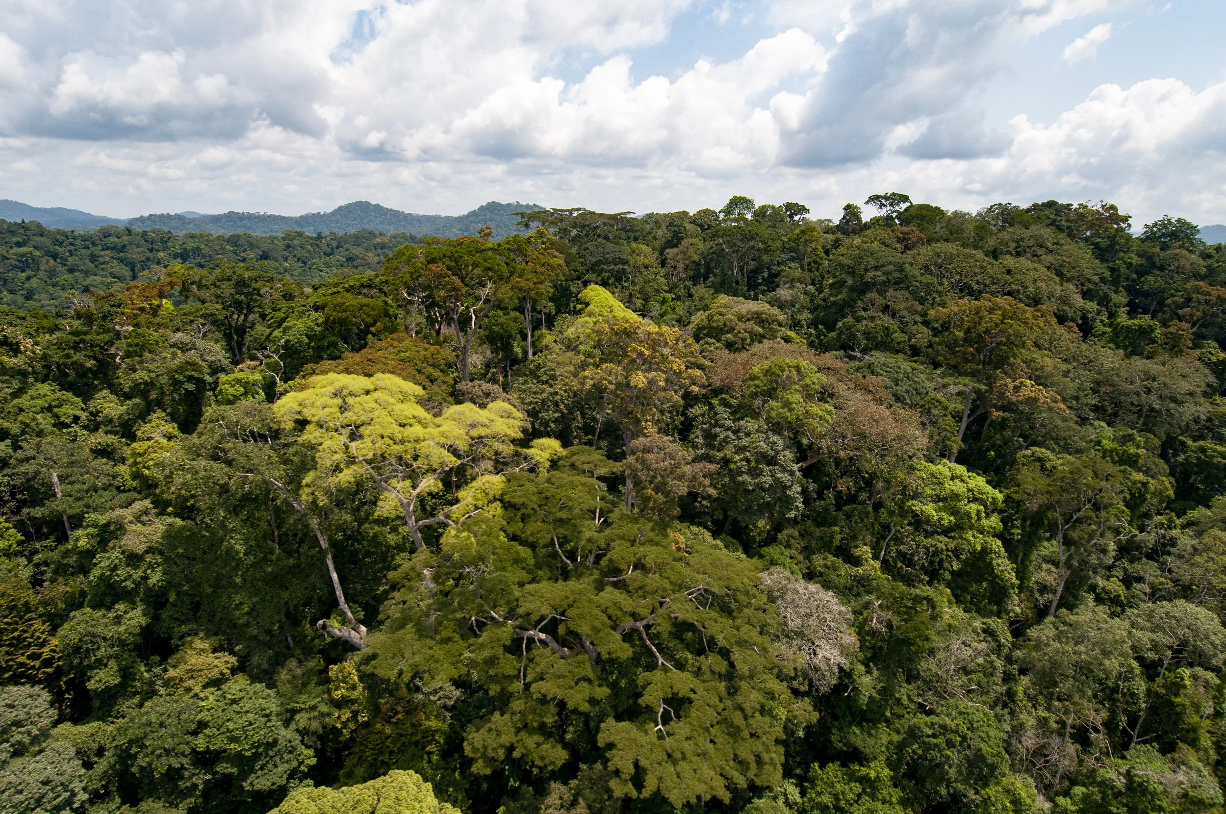 Happy International Day of Forests! — Space for Giants