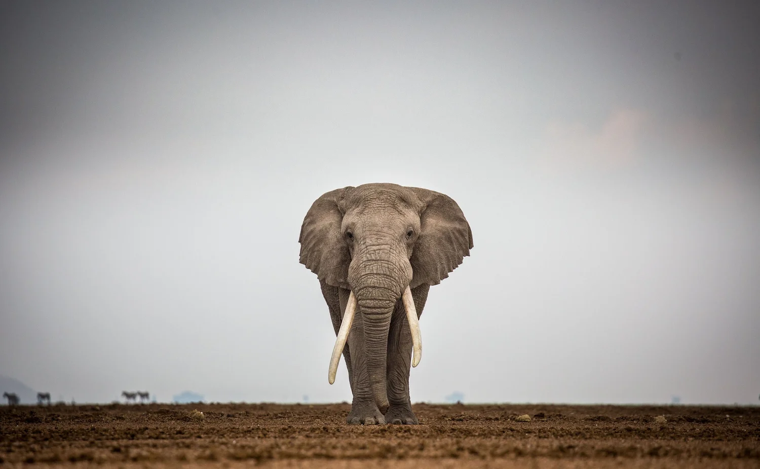 Giants Club | Join Conservation Leaders Today — Space for Giants