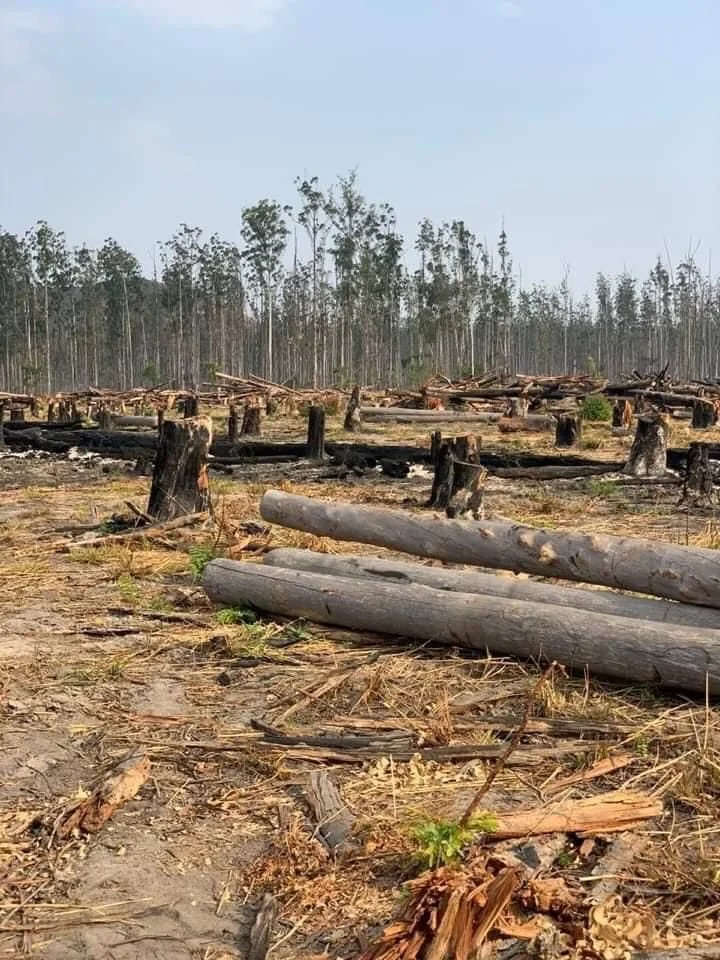 Unsustainable eucalyptus logging in Angola’s Benguela region — Space ...