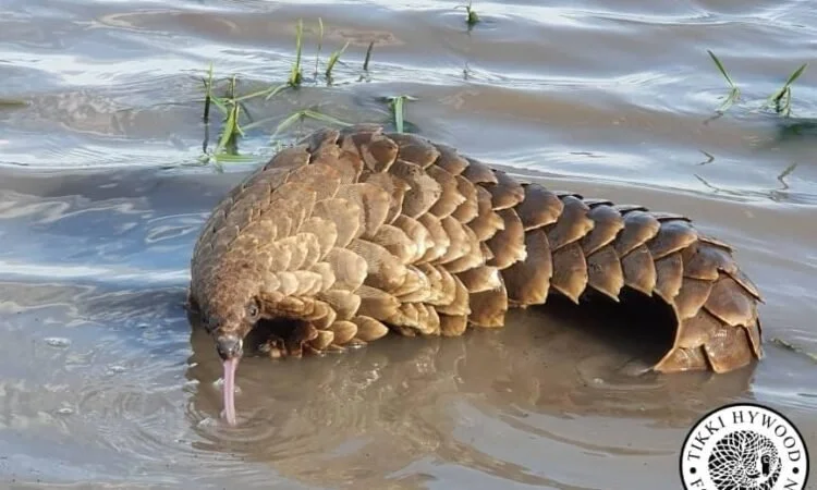 Zimbabwean pangolins threatened with extinction — Space for Giants