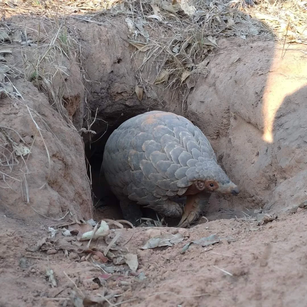How Zimbabwe’s pangolins are being given a second chance — Space for Giants
