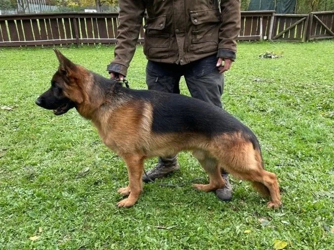 German Shepherd Family Dogs for Sale California — Vom Walters Kennels