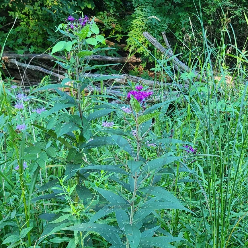 Vernonia Missurica
