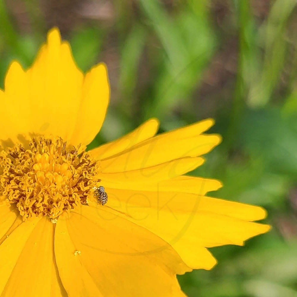 Lance Leaved Coreopsis