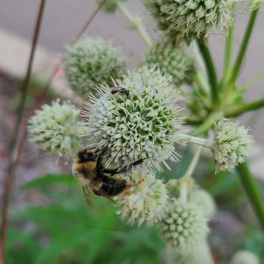 Rattlesnake Master Seeds