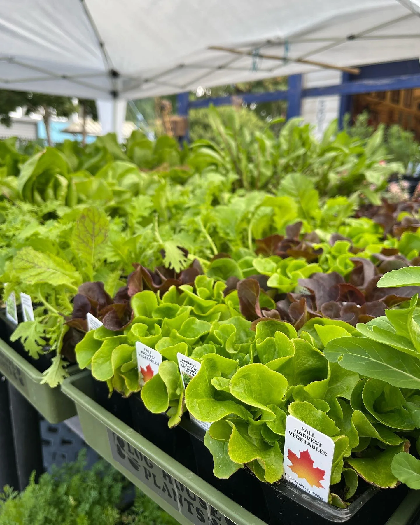 Eugene Backyard Farmer
