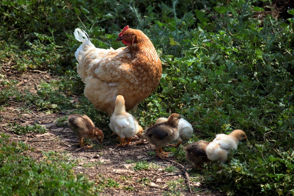 Chicken, poultry, waterfowl feed — Eugene Backyard Farmer