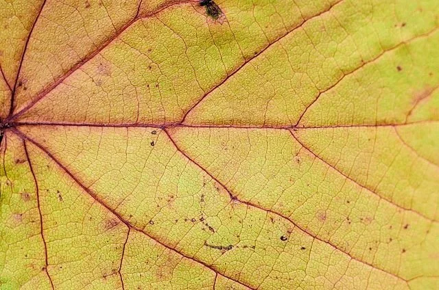 How to Get Rid of Spider Veins — Dermatology Arts