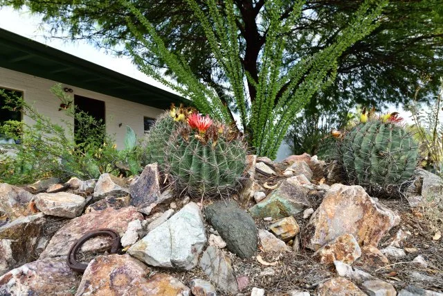 How to turn your home into a lush desert oasis – and water it for free ...