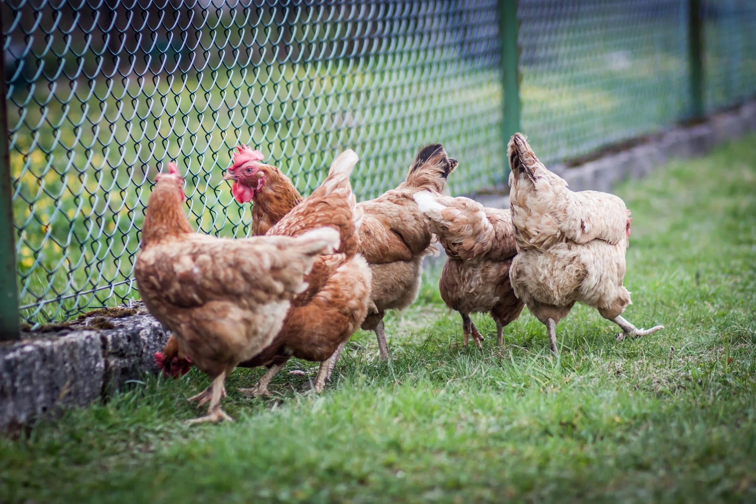 6 Things To Know About Raising Backyard Chickens in Phoenix — Local ...