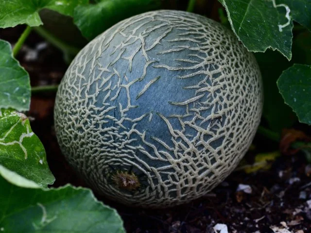 How to turn your home into a lush desert oasis – and water it for free ...