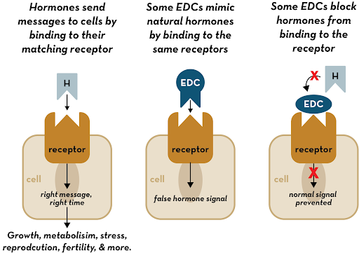 How Does Plastic Affect Our Hormones? — Beyond Plastics - Working To ...