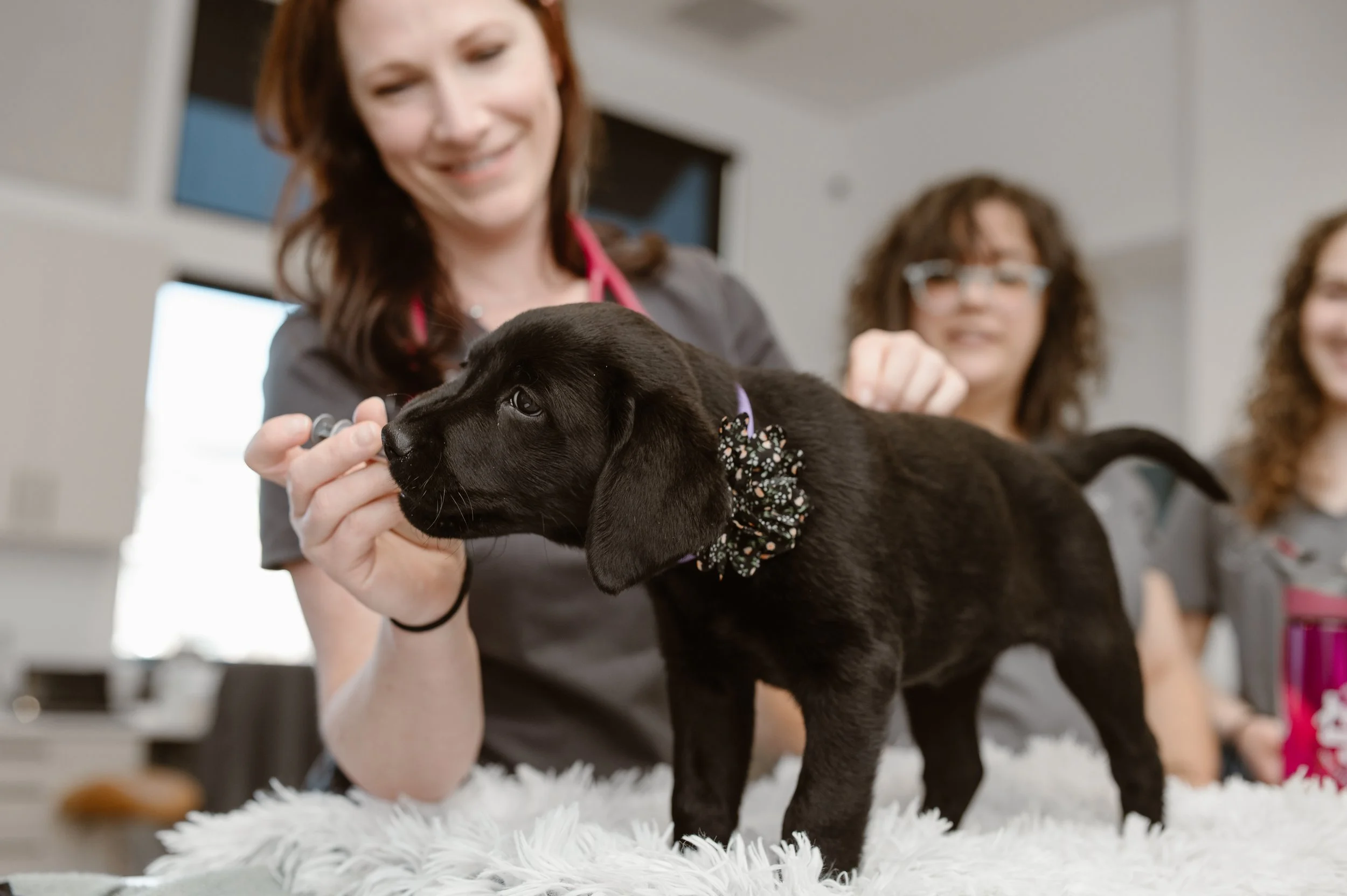 Fox Run Veterinary Hospital