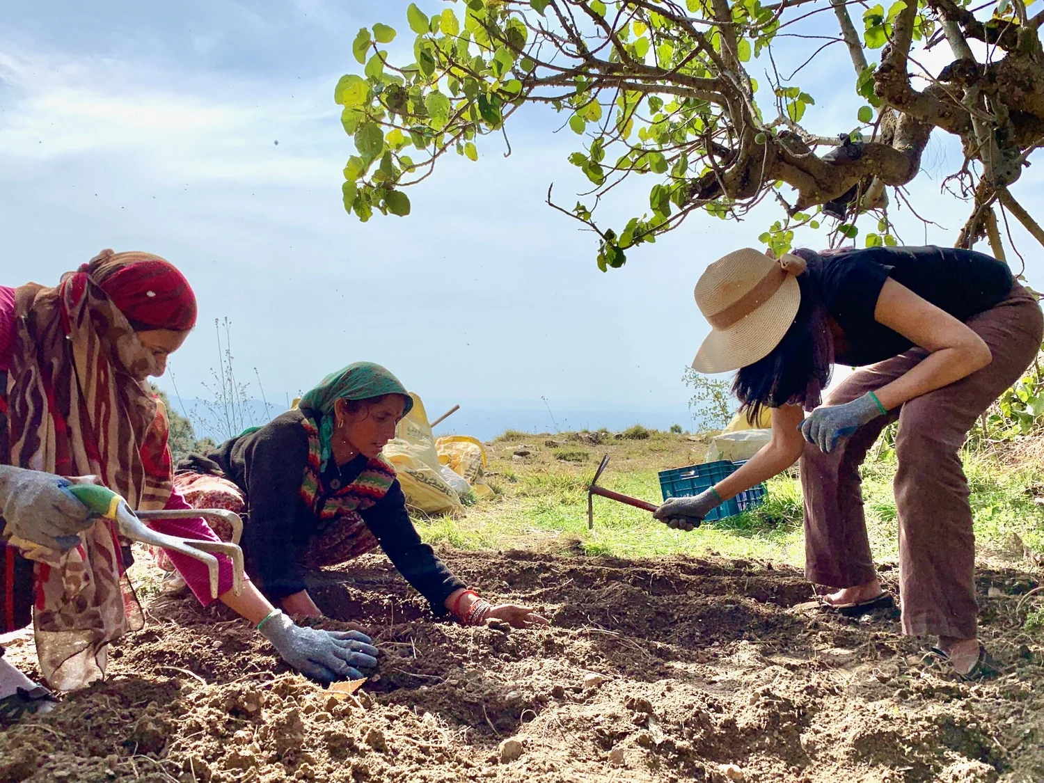 Organic Food-growing & Natural Landscaping — Dharmalaya