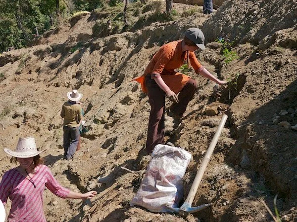 Planting a Vertical Orchard — Dharmalaya