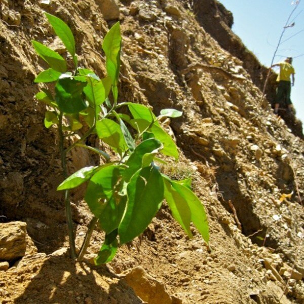 Planting a Vertical Orchard — Dharmalaya