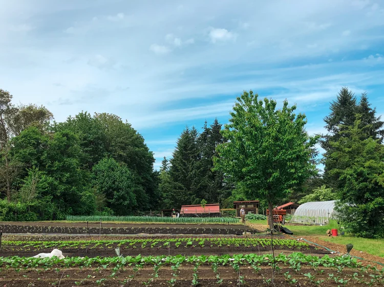 Old Chaser Farm