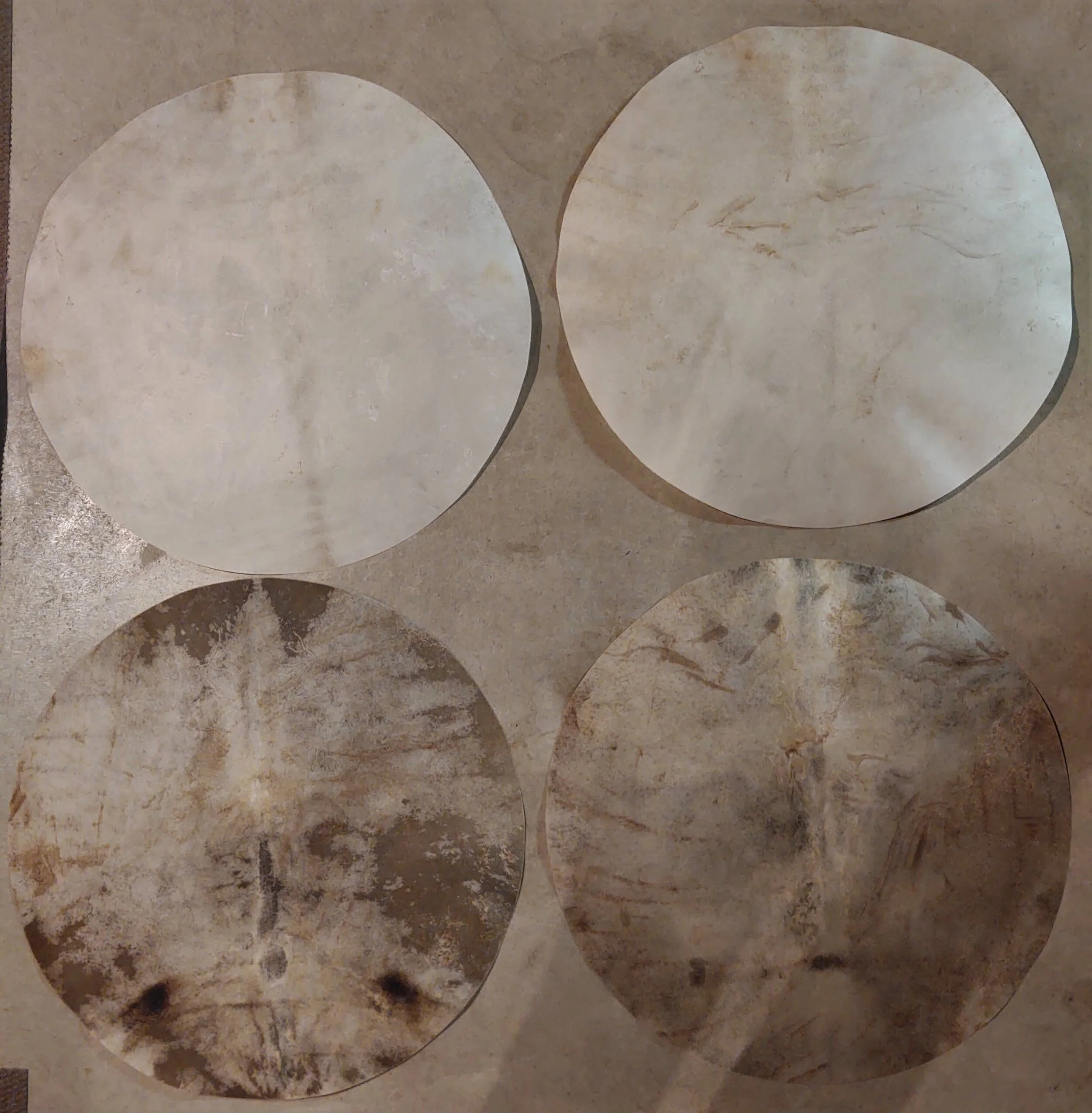 Mountain Goat hides — Graham Thorbrogger Music