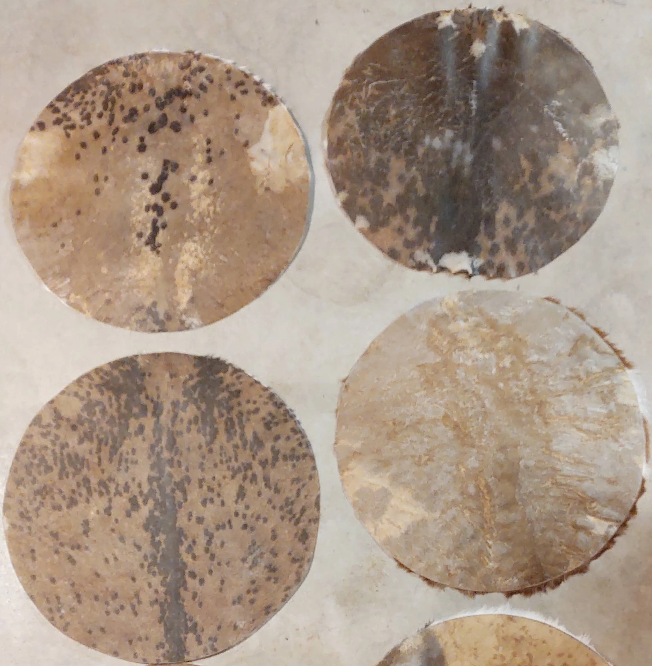 Mountain Goat hides — Graham Thorbrogger Music