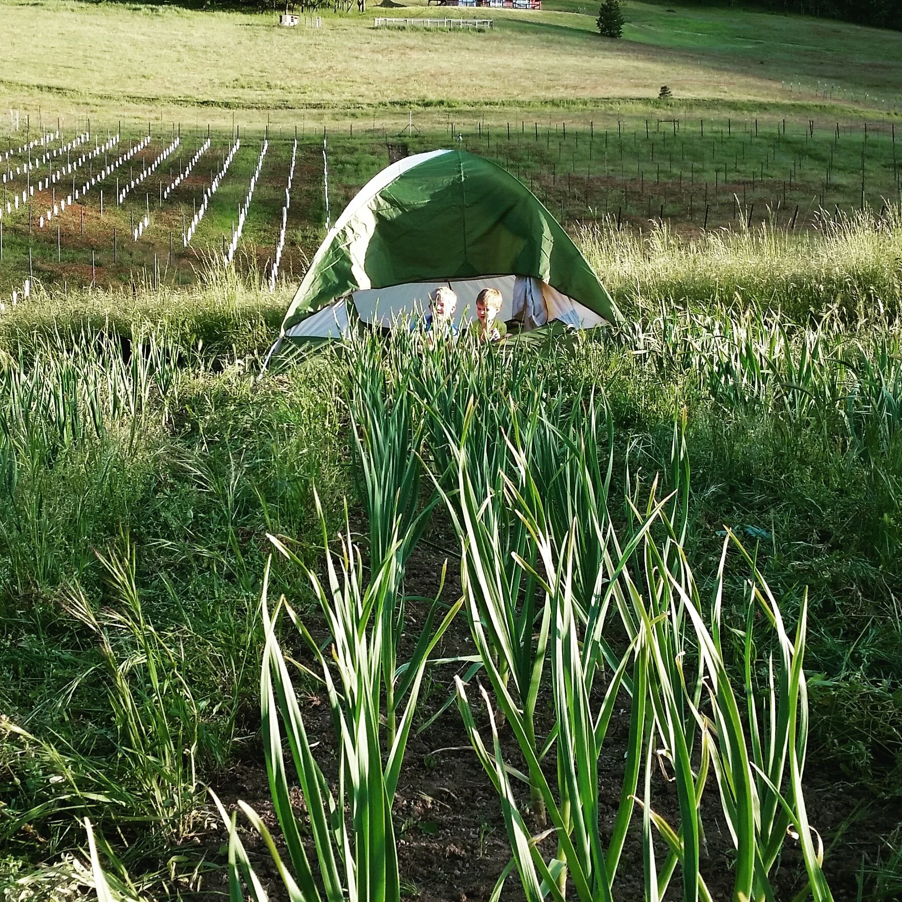 Gallery — DeBoer Farm & Vineyard