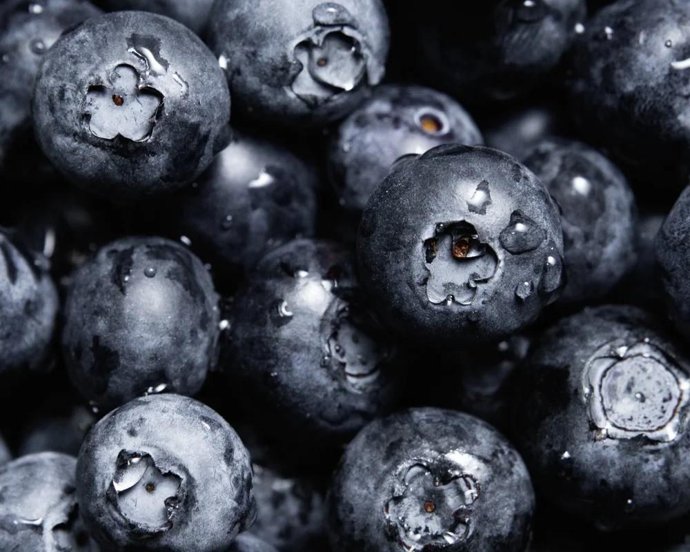Blueberry Care — Tawas Blueberry Farm