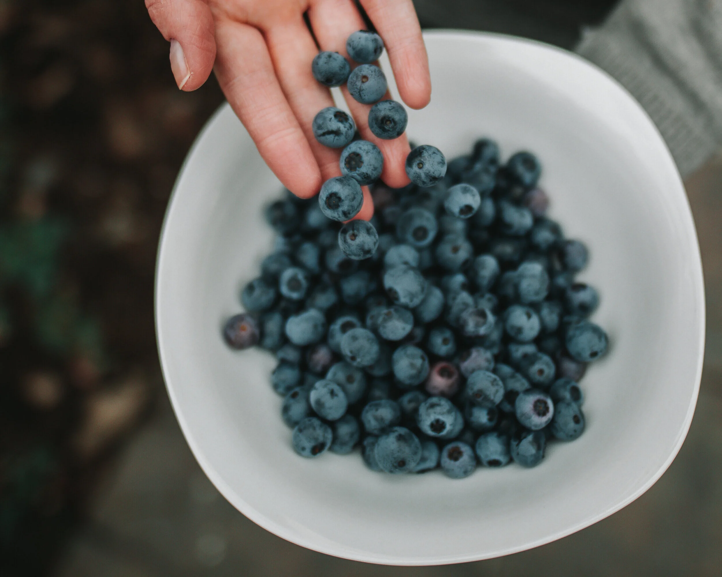 Blueberry Care — Tawas Blueberry Farm