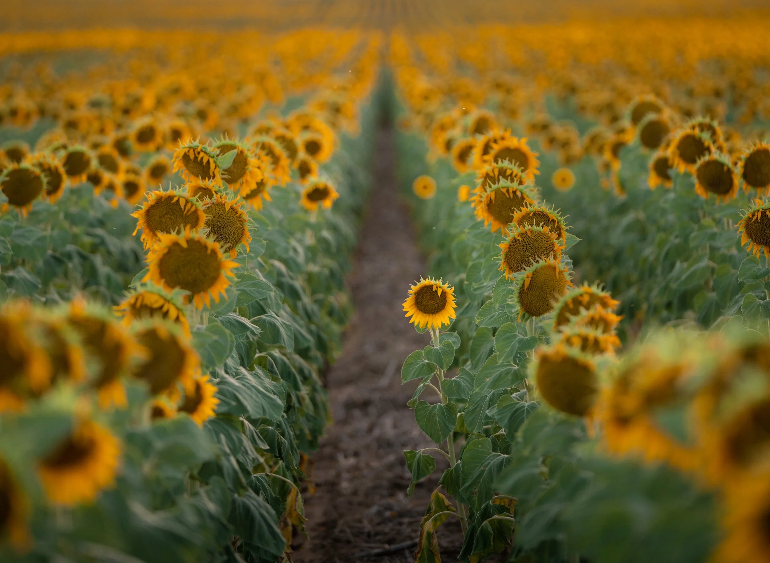 7 Unique Ways to Balance Your Photo Composition — Intricate Explorer ...