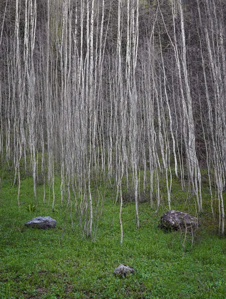 How to Use Patterns in Your Photography — Intricate Explorer ...
