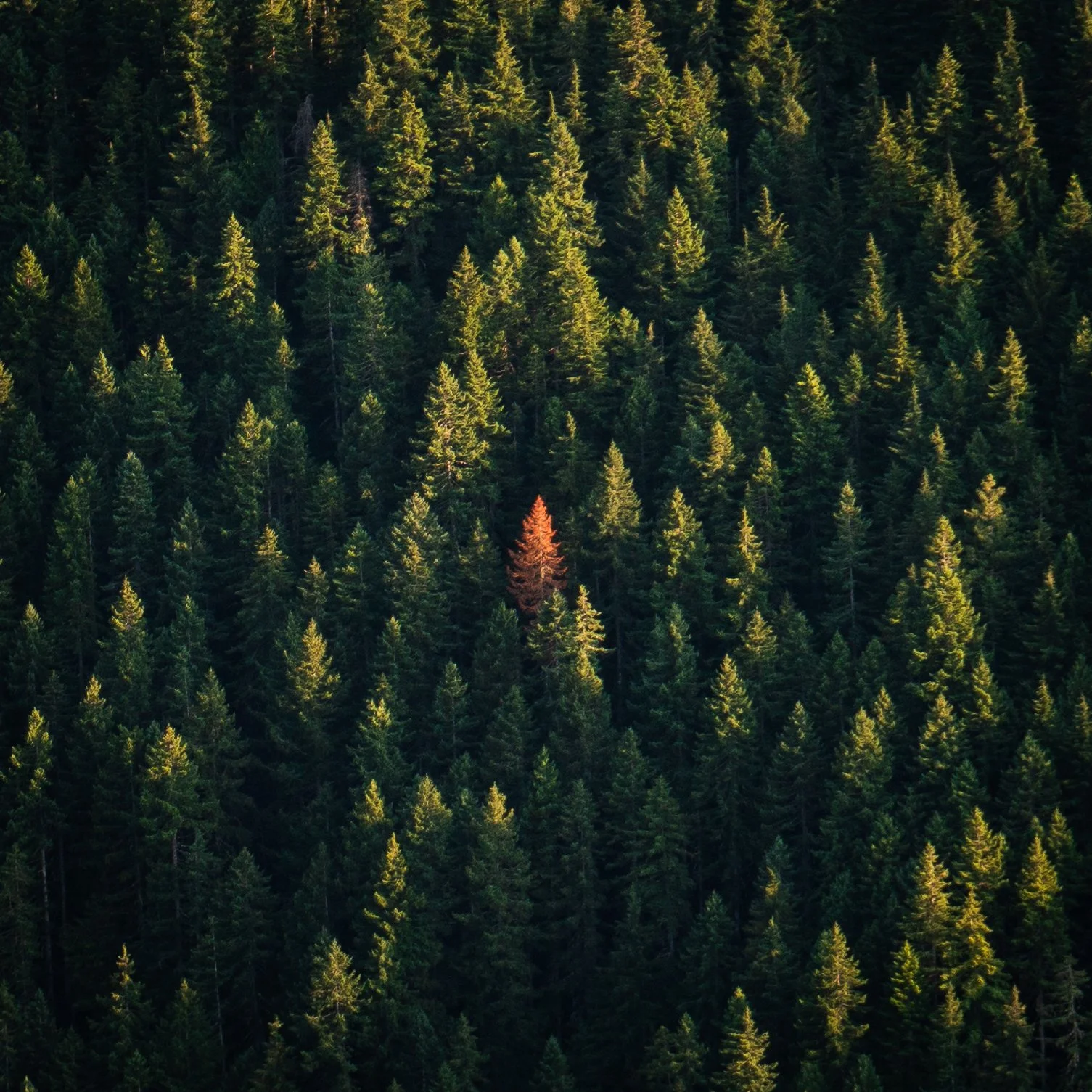 How to Use Patterns in Your Photography — Intricate Explorer ...