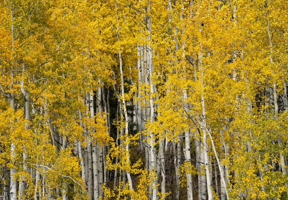 How to Use Patterns in Your Photography — Intricate Explorer ...