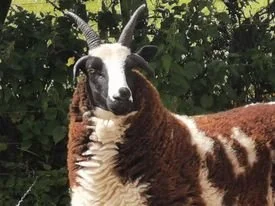 Wool Flocking — Benridge Woolworks