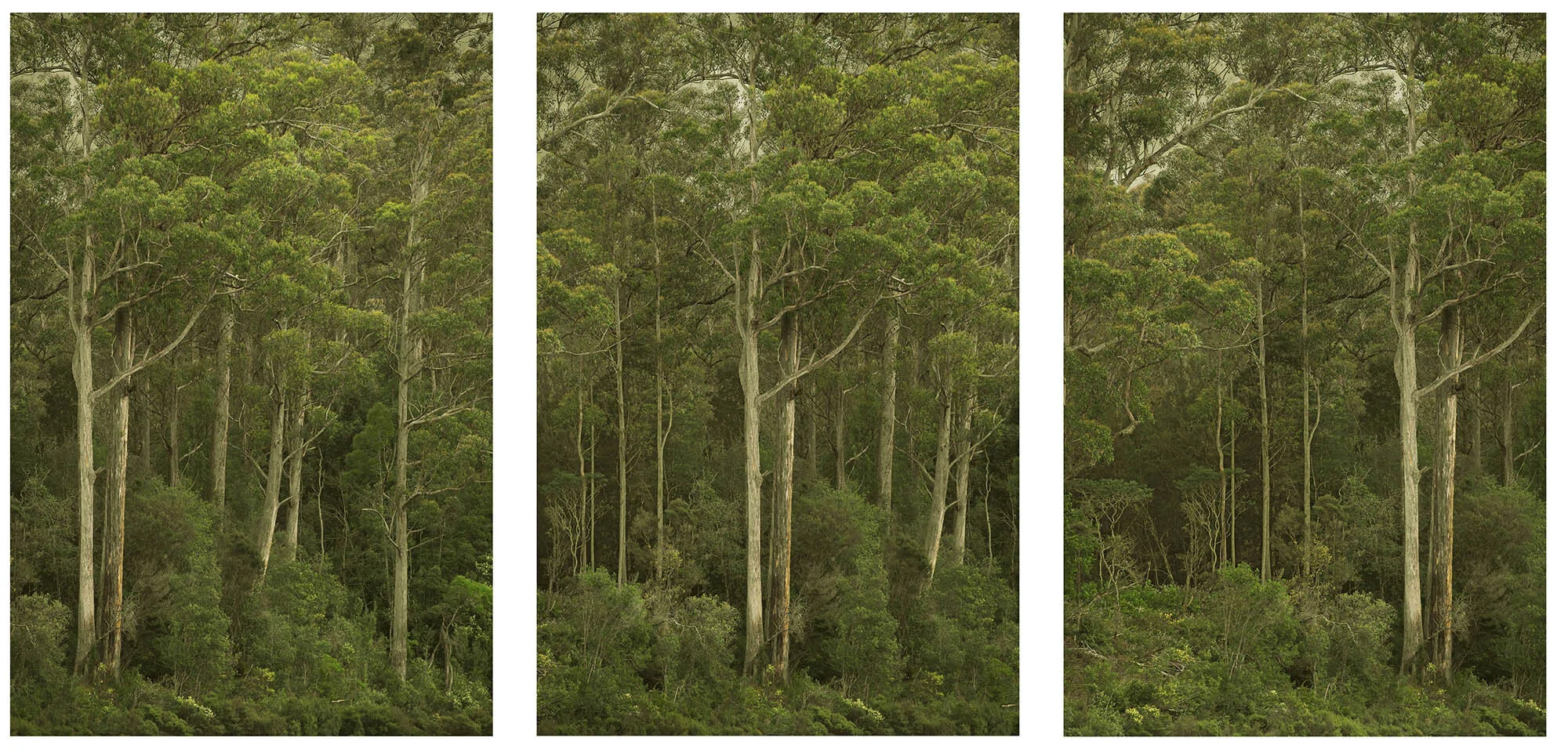 Ben Gibson Cowan — blackShed gallery