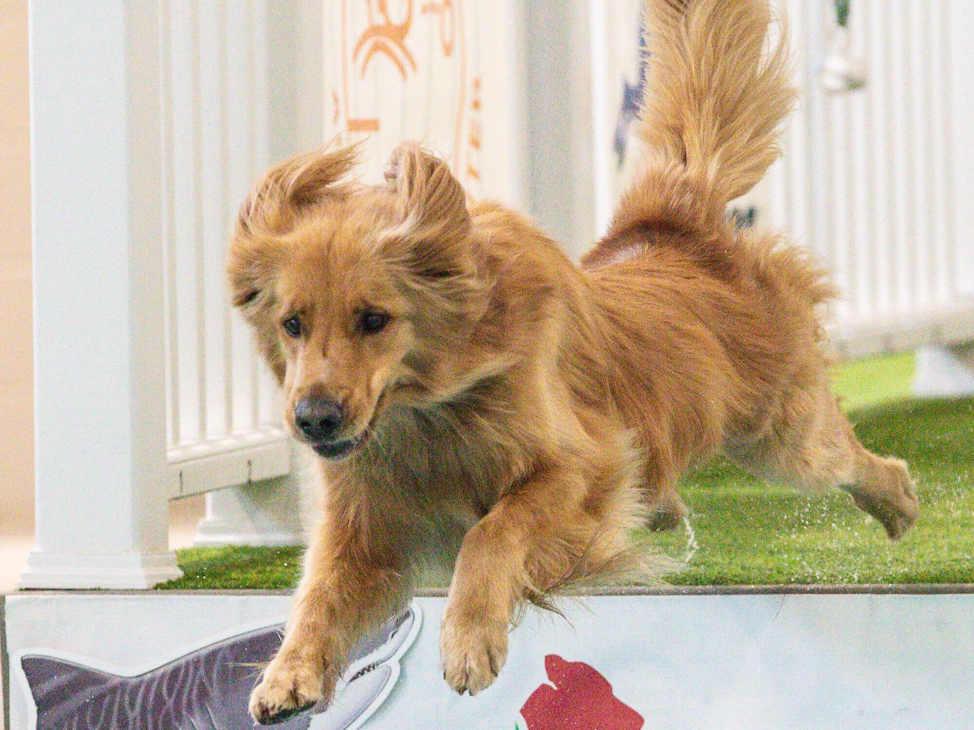 Dog Friendly Resources In Salt Lake City Dog Friendly SLC dog-friendly-resources-in-salt-lake-city-dog-friendly-slc