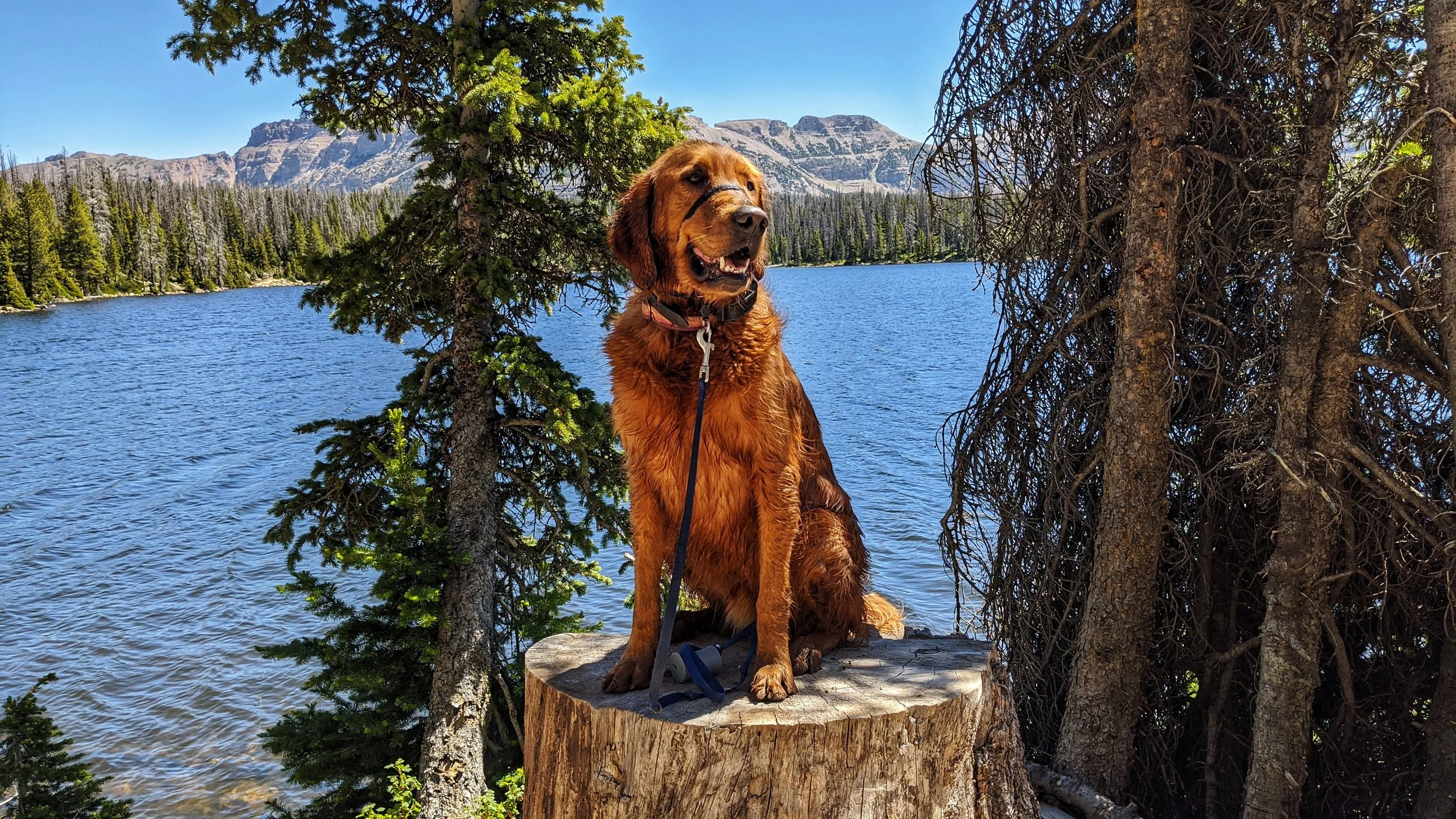 Dog Friendly Resources in Salt Lake City — Dog Friendly SLC