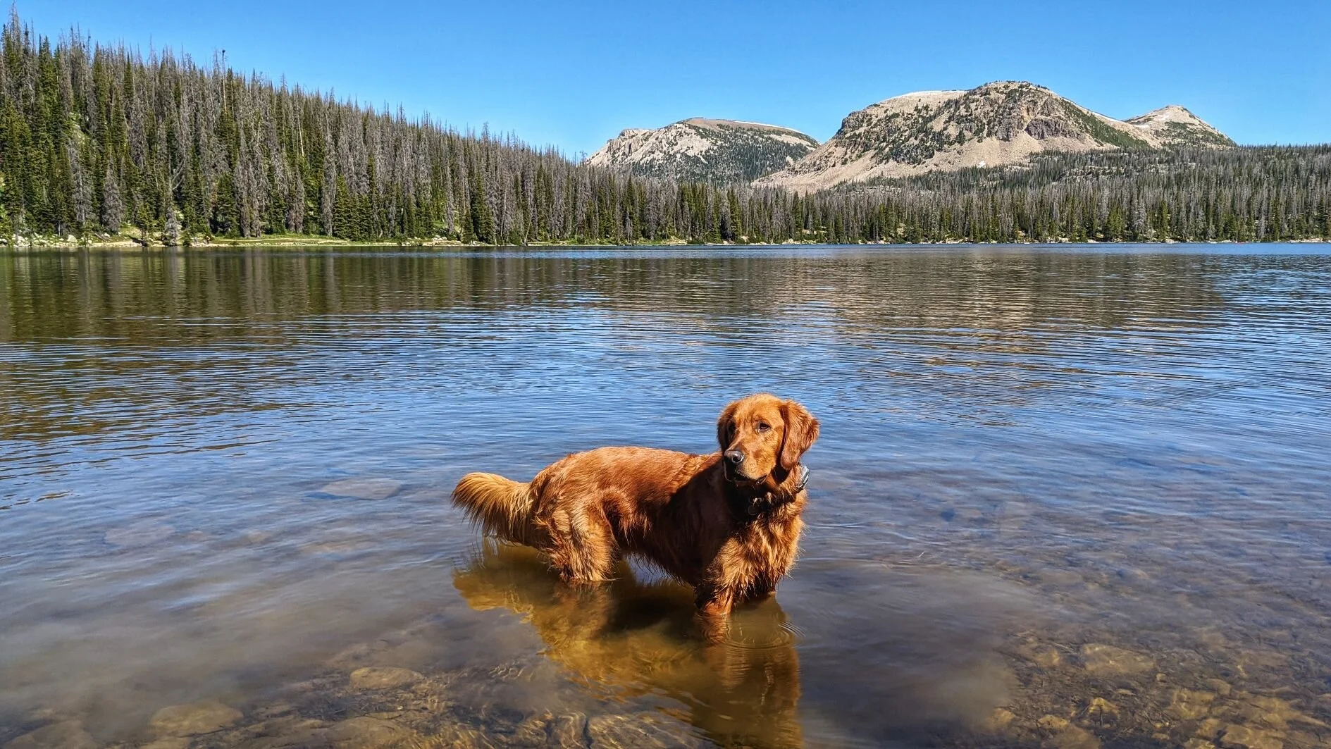 Dog Friendly SLC
