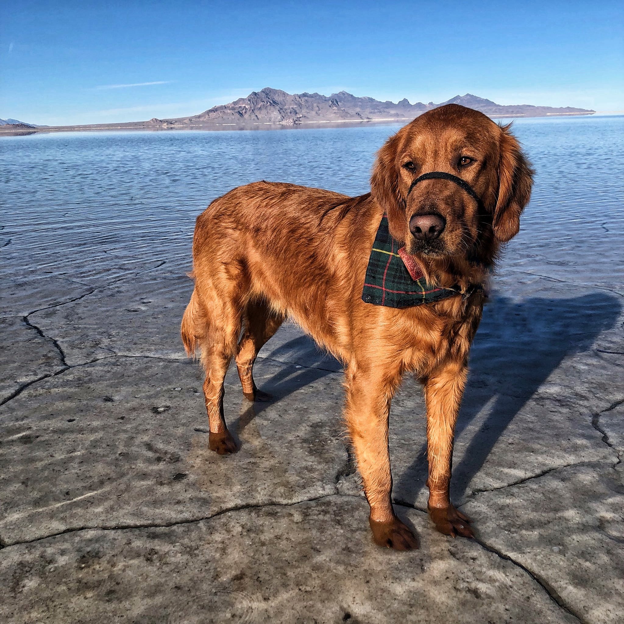 Does My Dog Need Salt