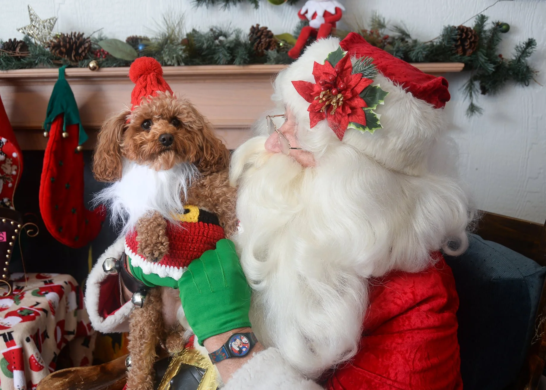 Where Can My Dog Take A Picture With Santa