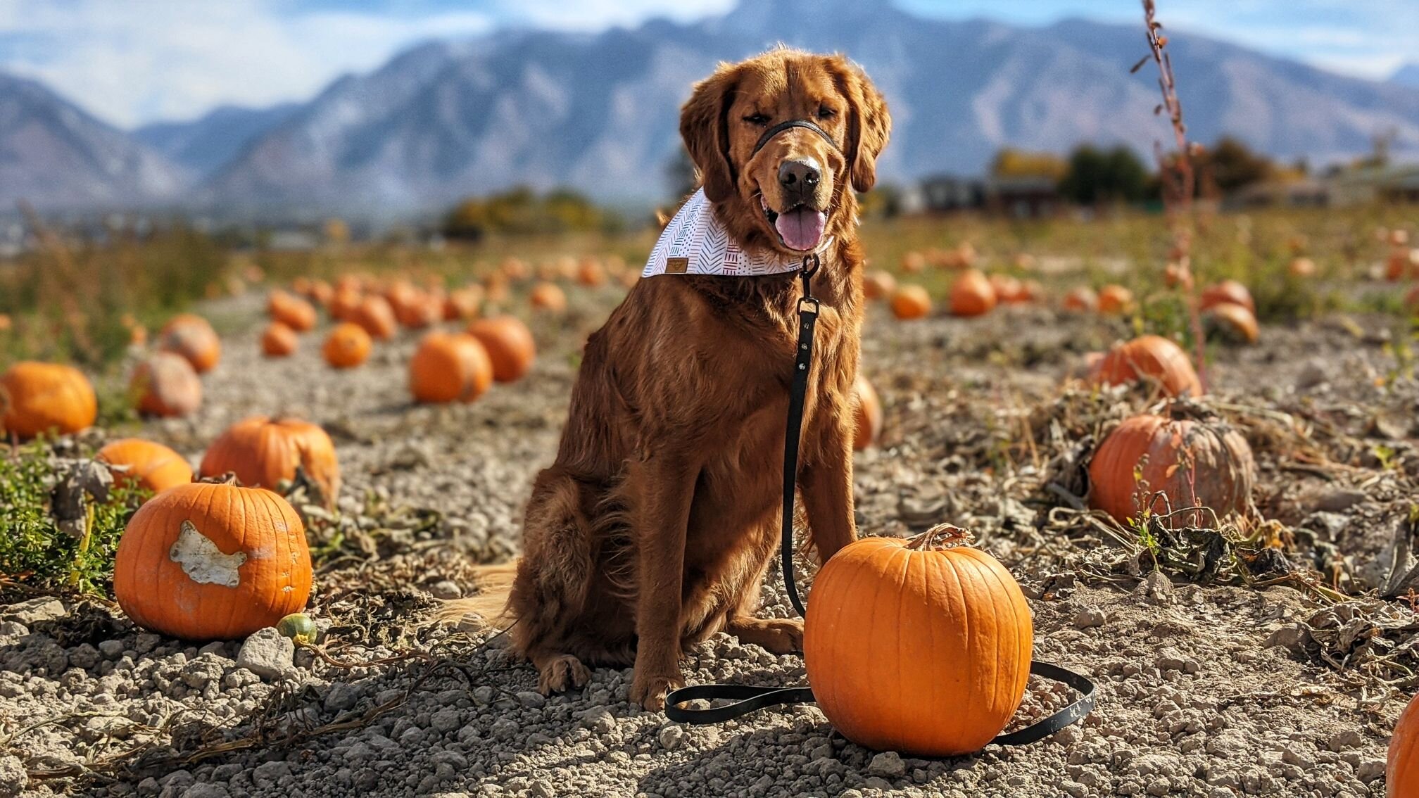 Dog Friendly SLC