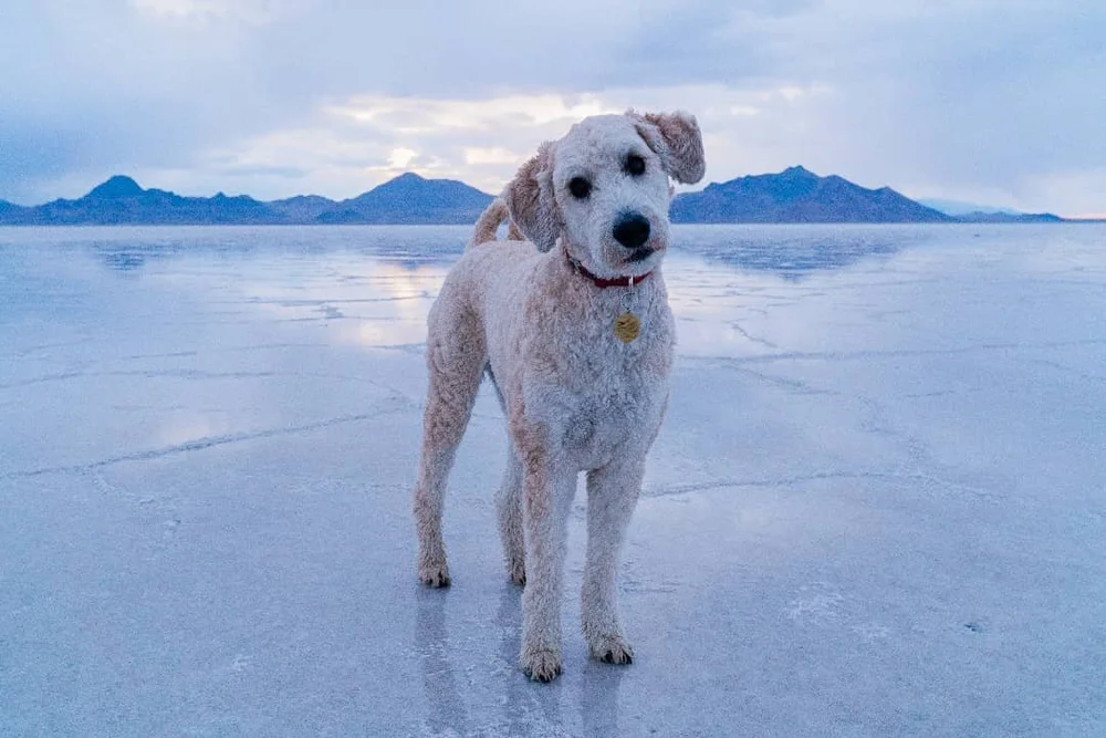 Can I Give Salt To My Dog