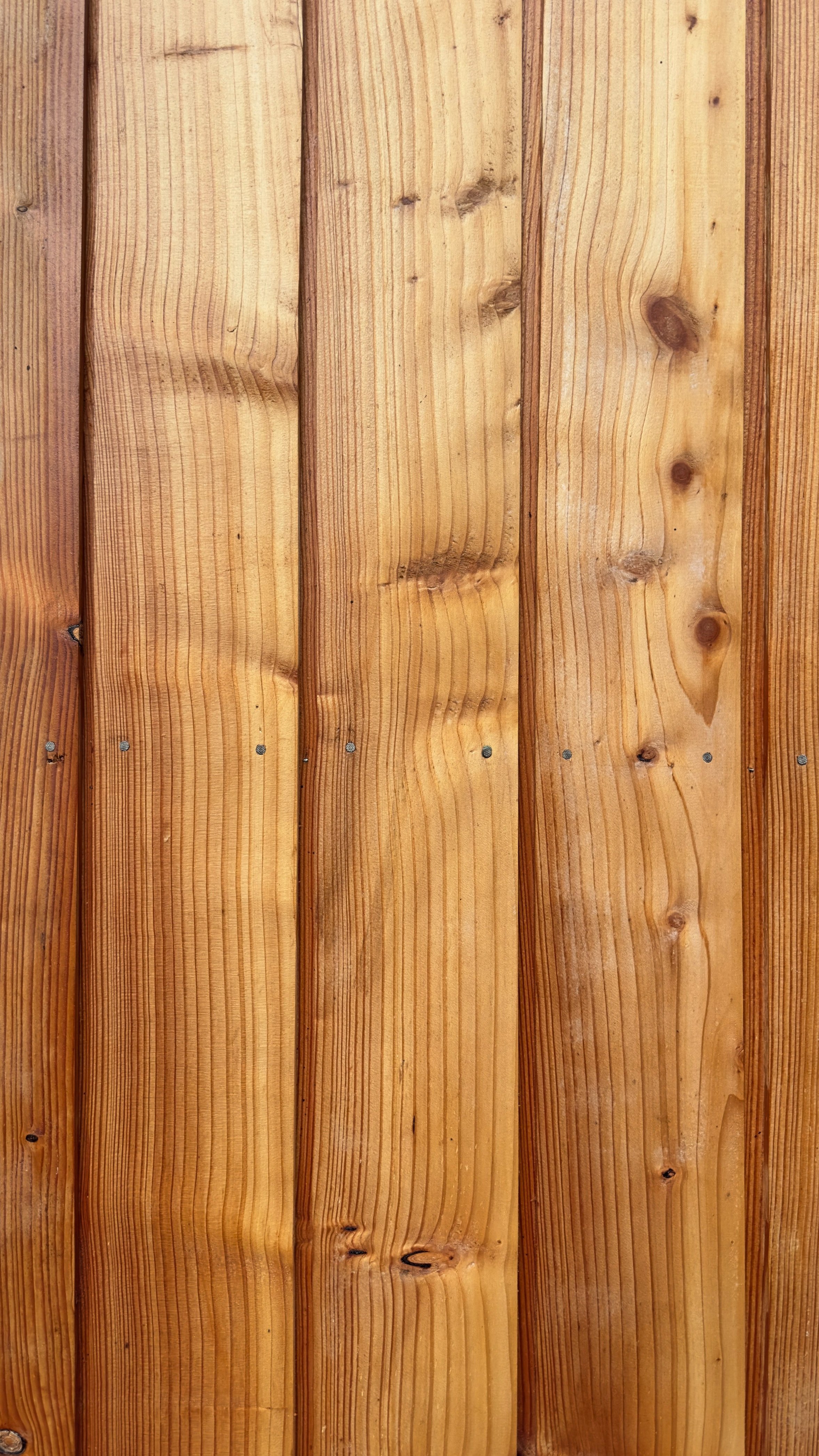 Scottish Larch — Tiny Temple