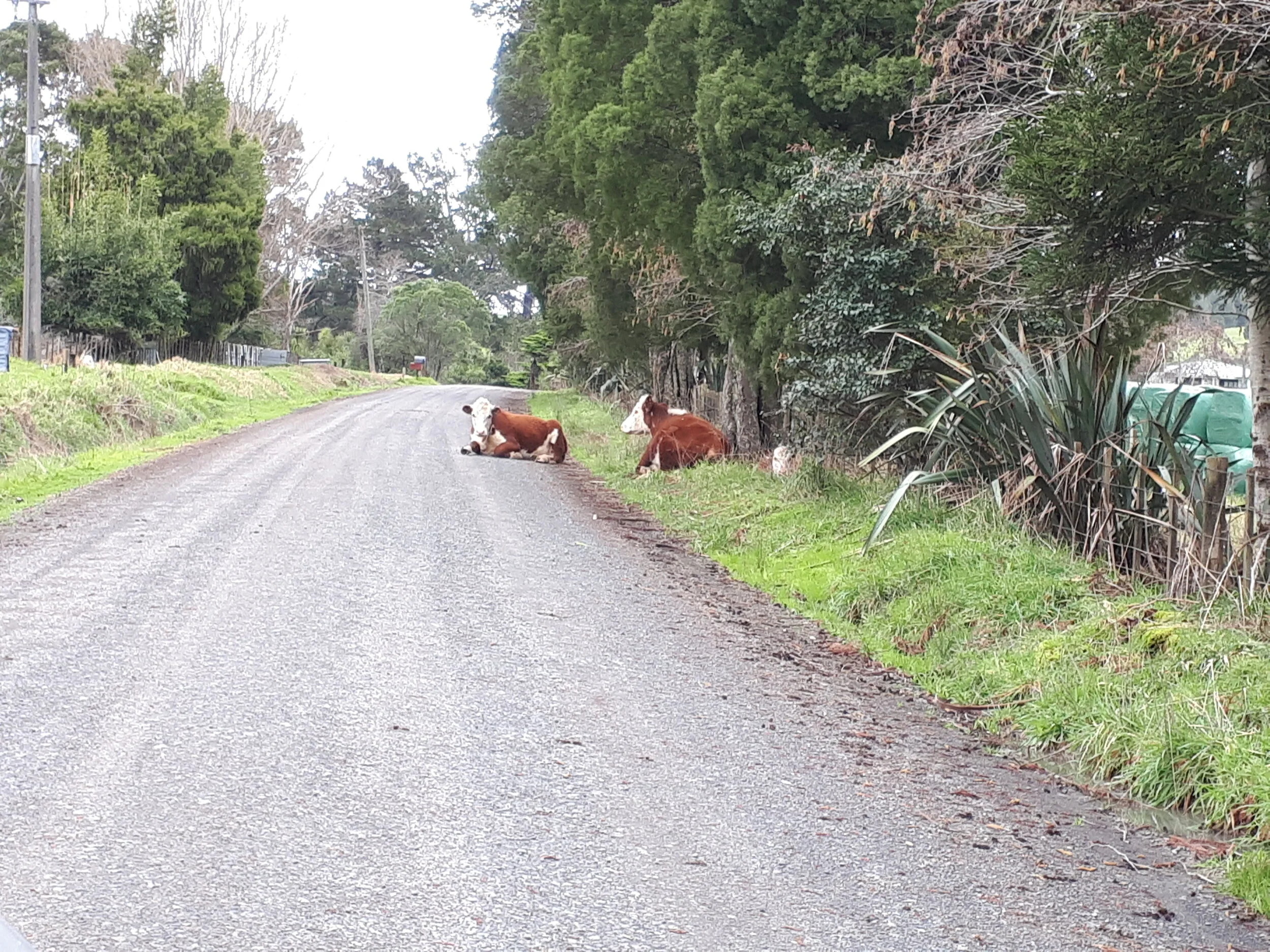 The Tiny Home owners dream rural space to rent — Kiwi Tiny Home