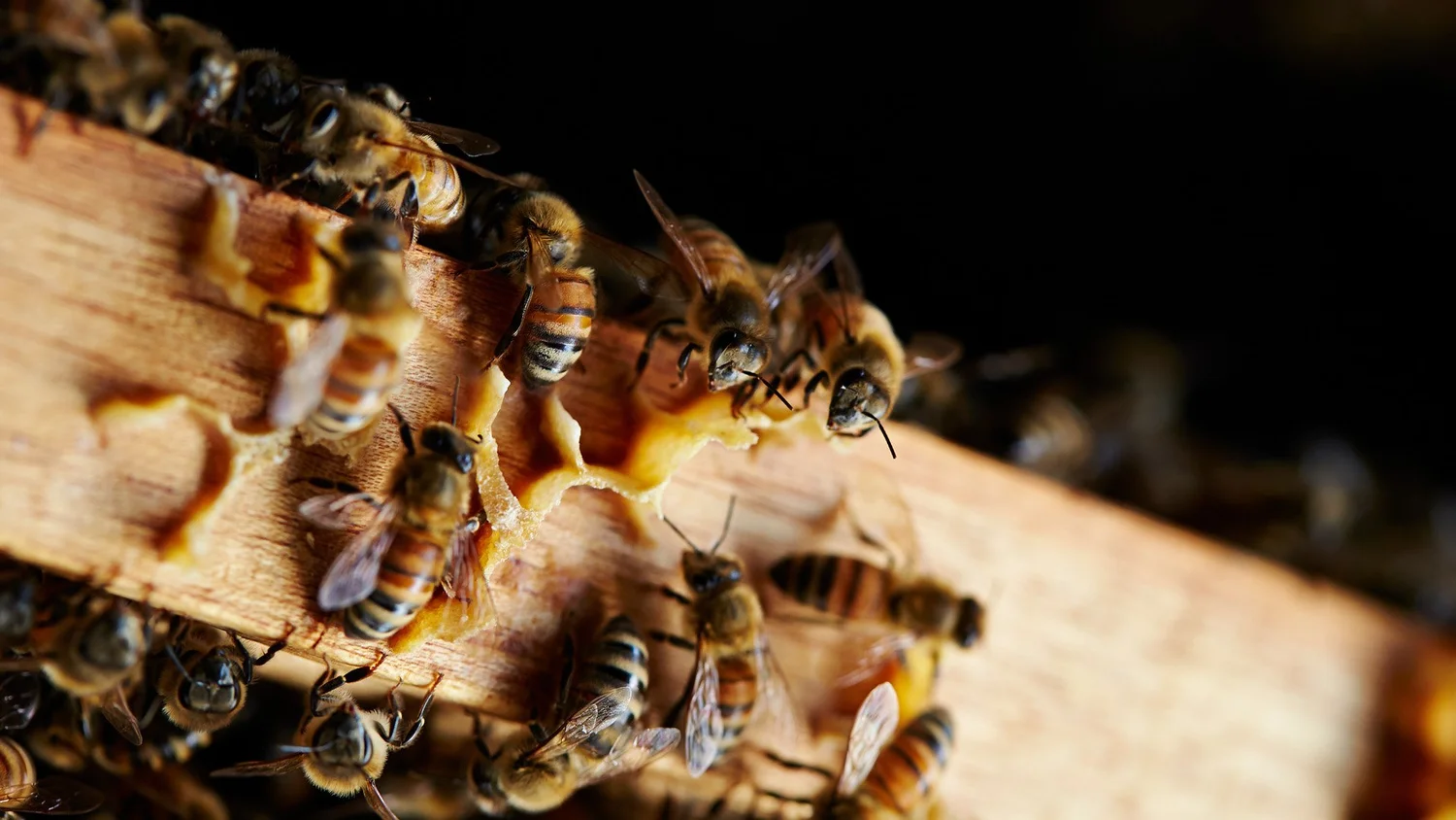 Carniolan Queens — Two Rivers Honey Bees
