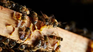 Carniolan Queens — Two Rivers Honey Bees