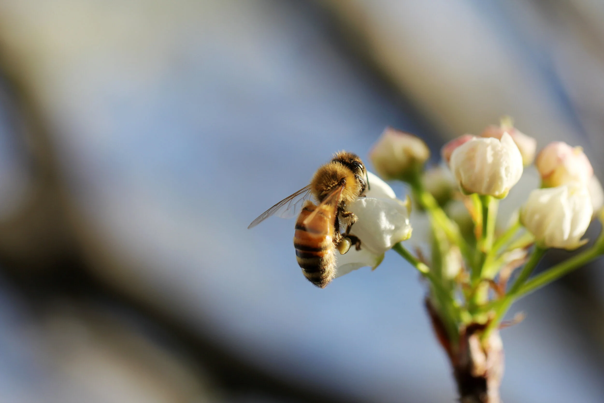 Breeding Program — Two Rivers Honey Bees