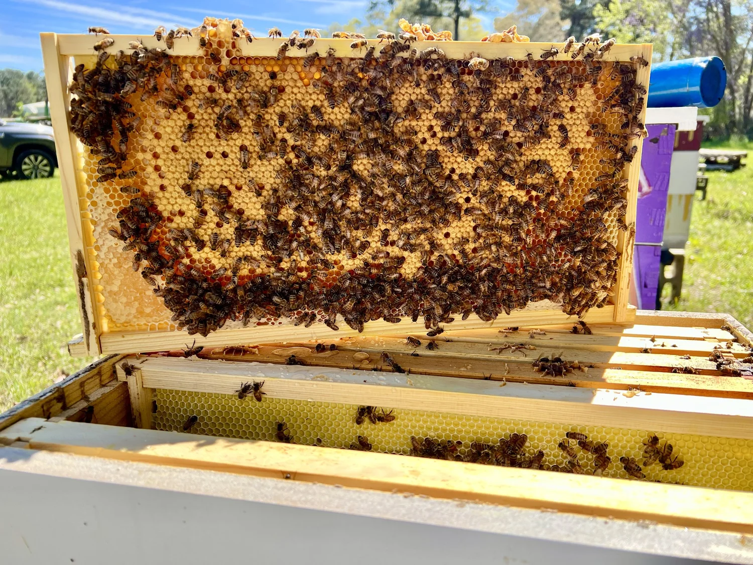 Top quality Caucasian & Carniolan breeder queens and open mated queens ...