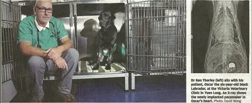 SCMP: Victoria Vets Implant First Ever Pacemaker in a Dog in Hong Kong ...